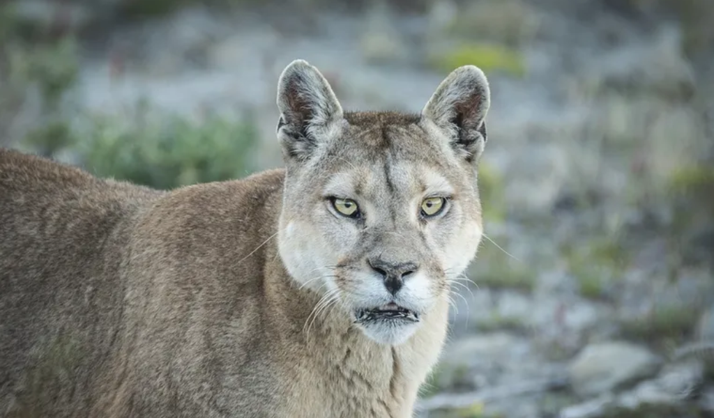 elanalistasalta.com.ar - Los nuevos diagnósticos de VIH en Salta se dan ...